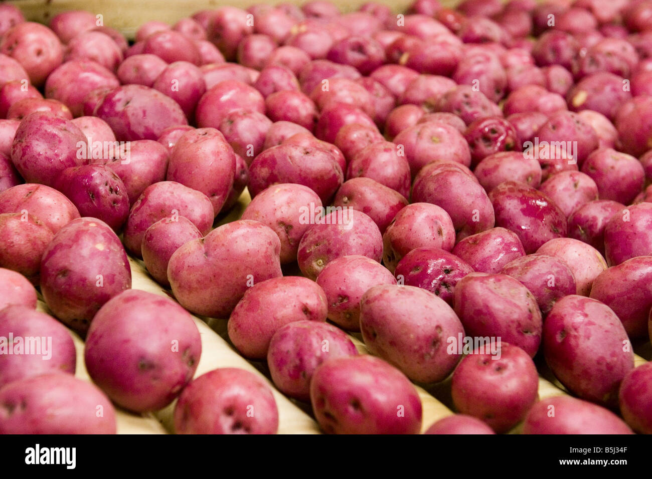 Potato agriculture process hi-res stock photography and images - Alamy