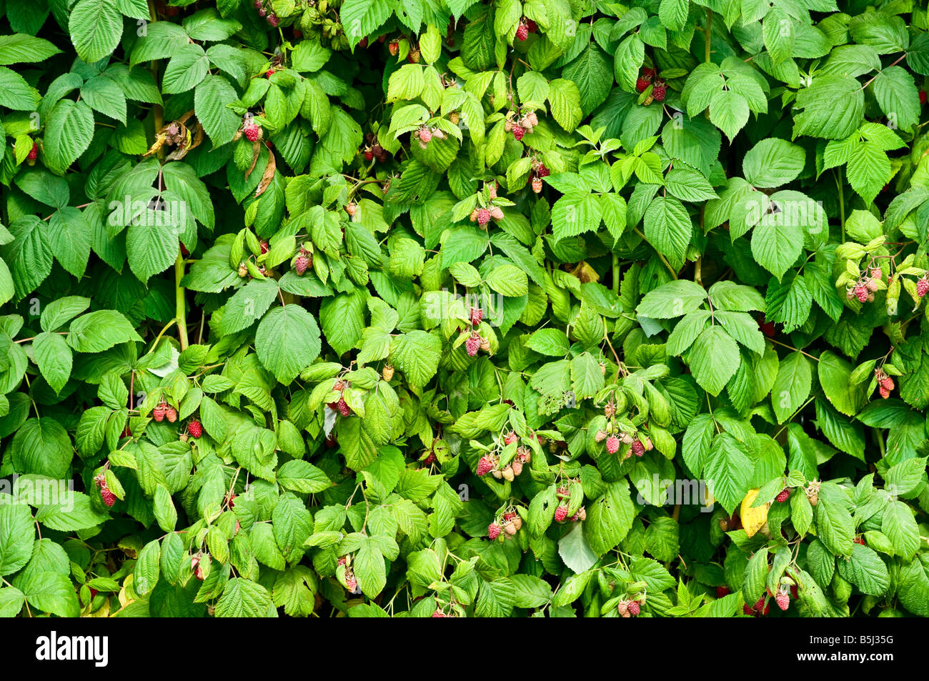 Raspberry plants hi-res stock photography and images - Alamy