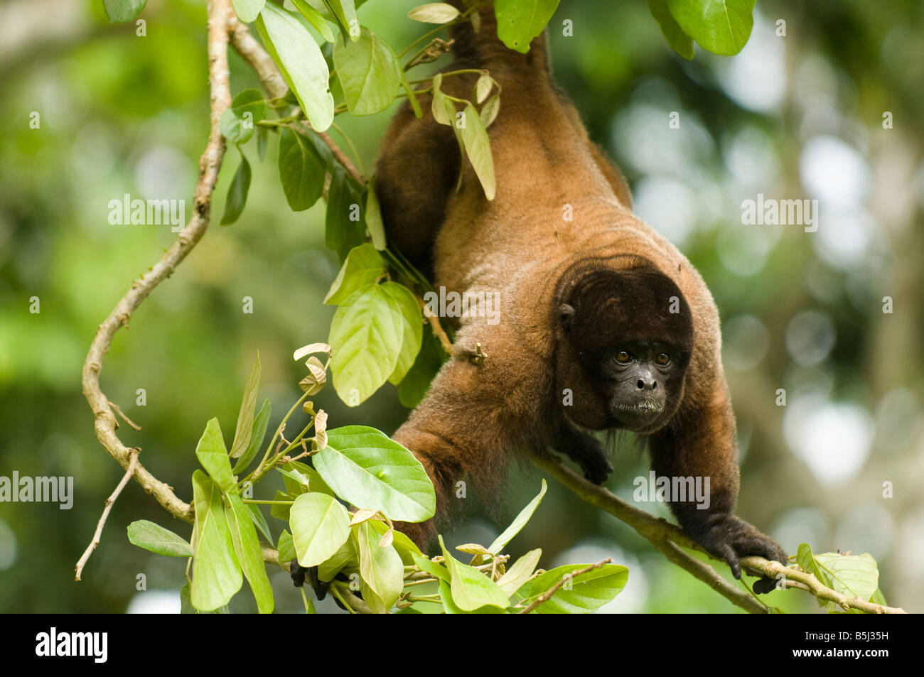 Lagothrix poeppigii hi-res stock photography and images - Alamy