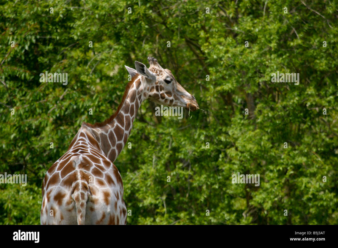 Giraffe eating leaves off tree hi-res stock photography and images - Alamy