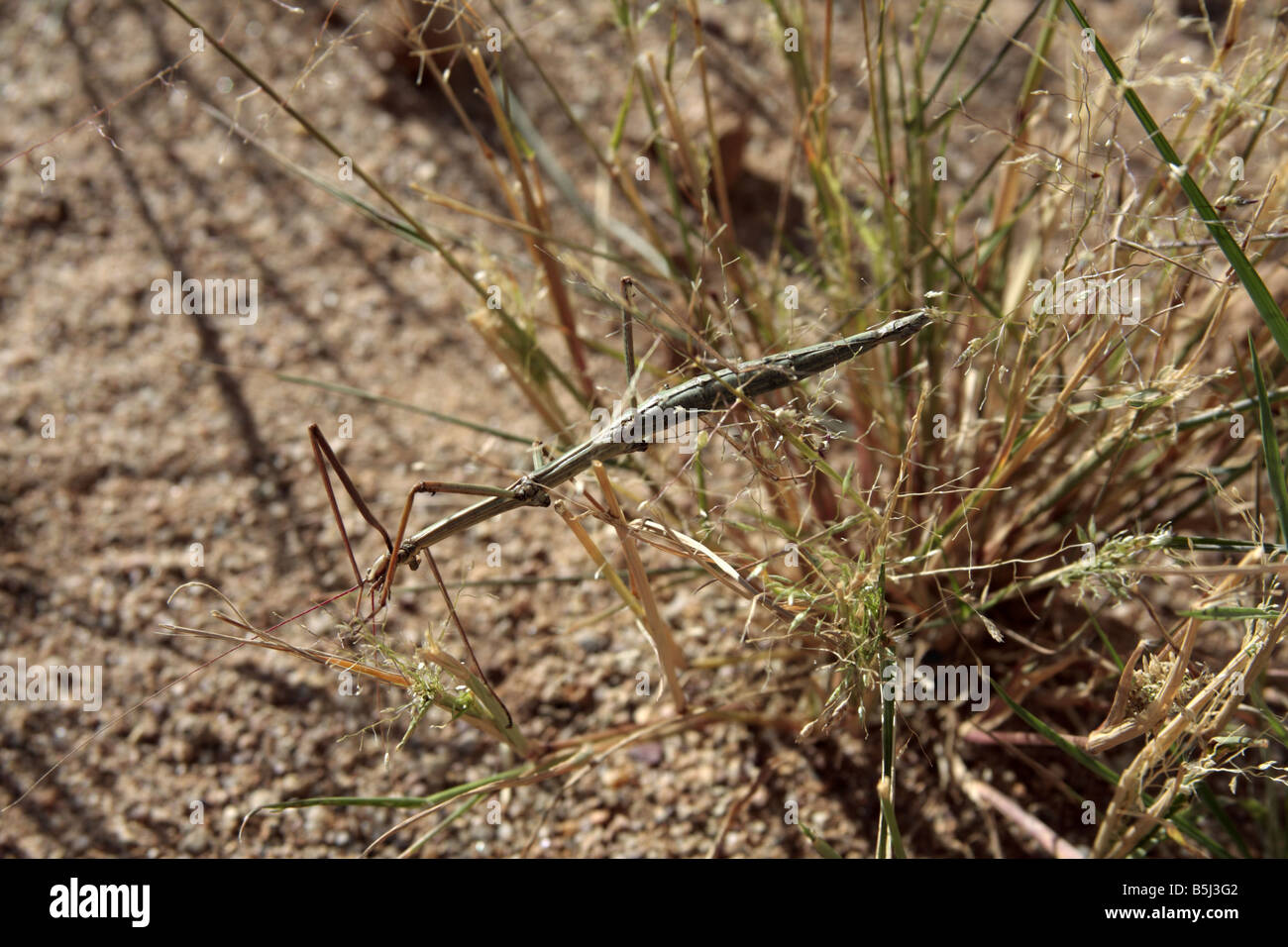 Female common walkingstick or stick insect (Phasmatodea), Arizona, USA ...