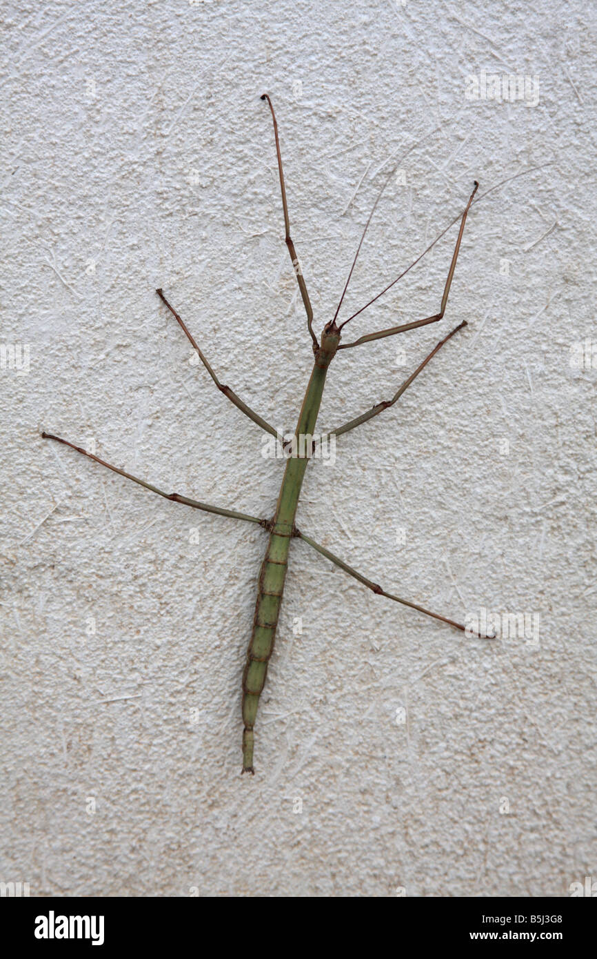 Female common walkingstick or stick insect (Phasmatodea), Arizona, USA ...