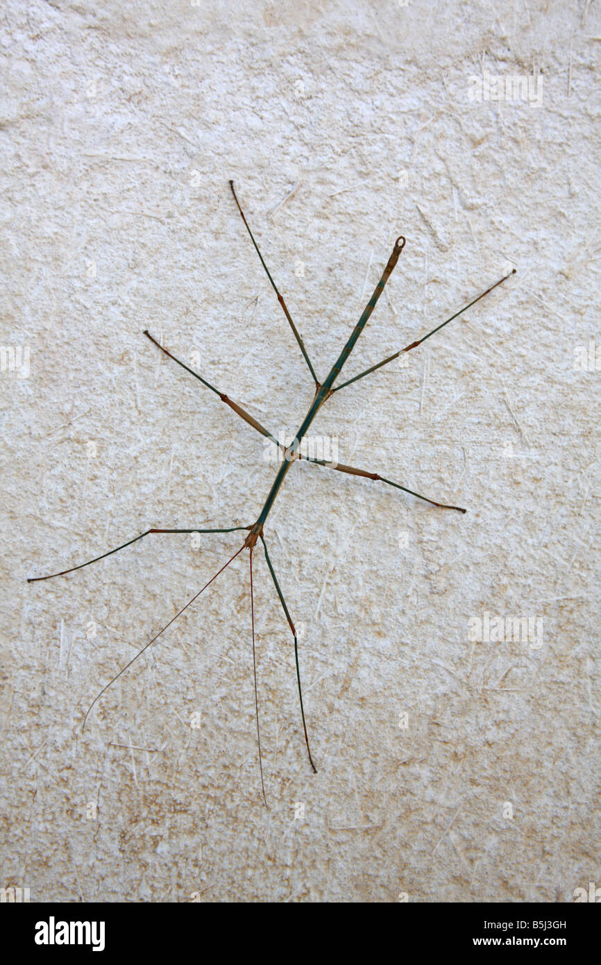 Male common walkingstick or stick insect (Phasmatodea), Arizona, USA ...