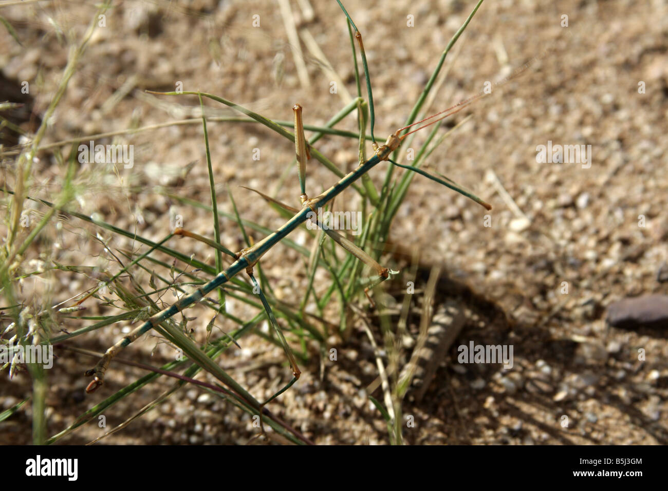 Male common walkingstick or stick insect (Phasmatodea), Arizona, USA ...