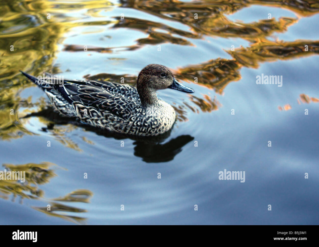 USA A duck swims across a reflection pond Duck is the common name for a ...