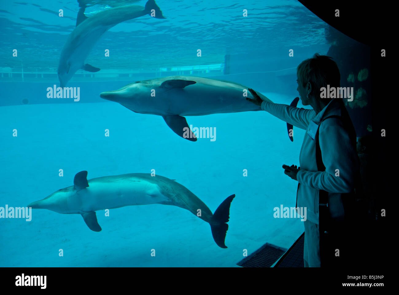 Dolphin tank hi-res stock photography and images - Alamy