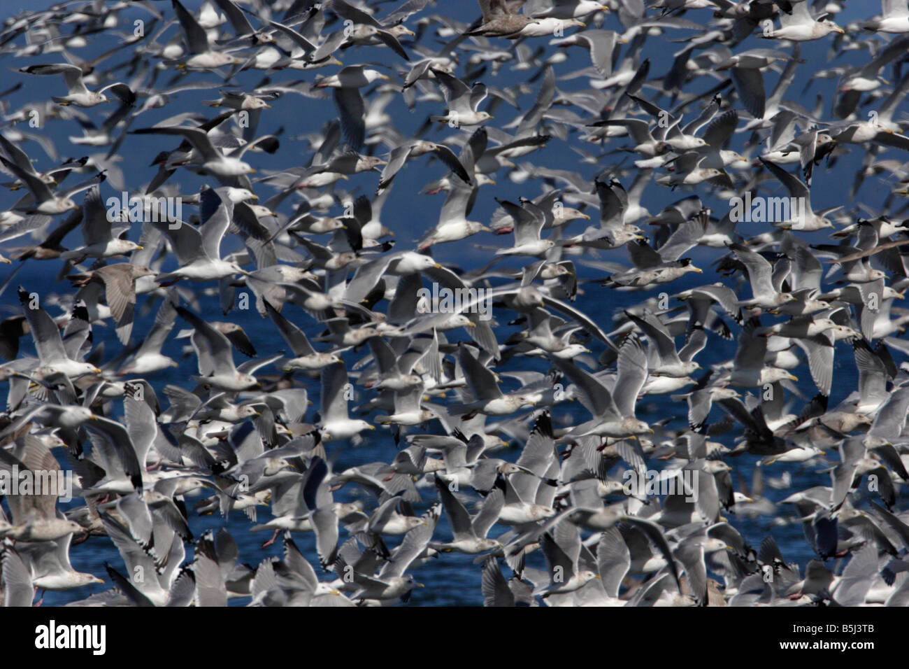 Dense flock of various species of Gulls in flight at Parksville Bay ...