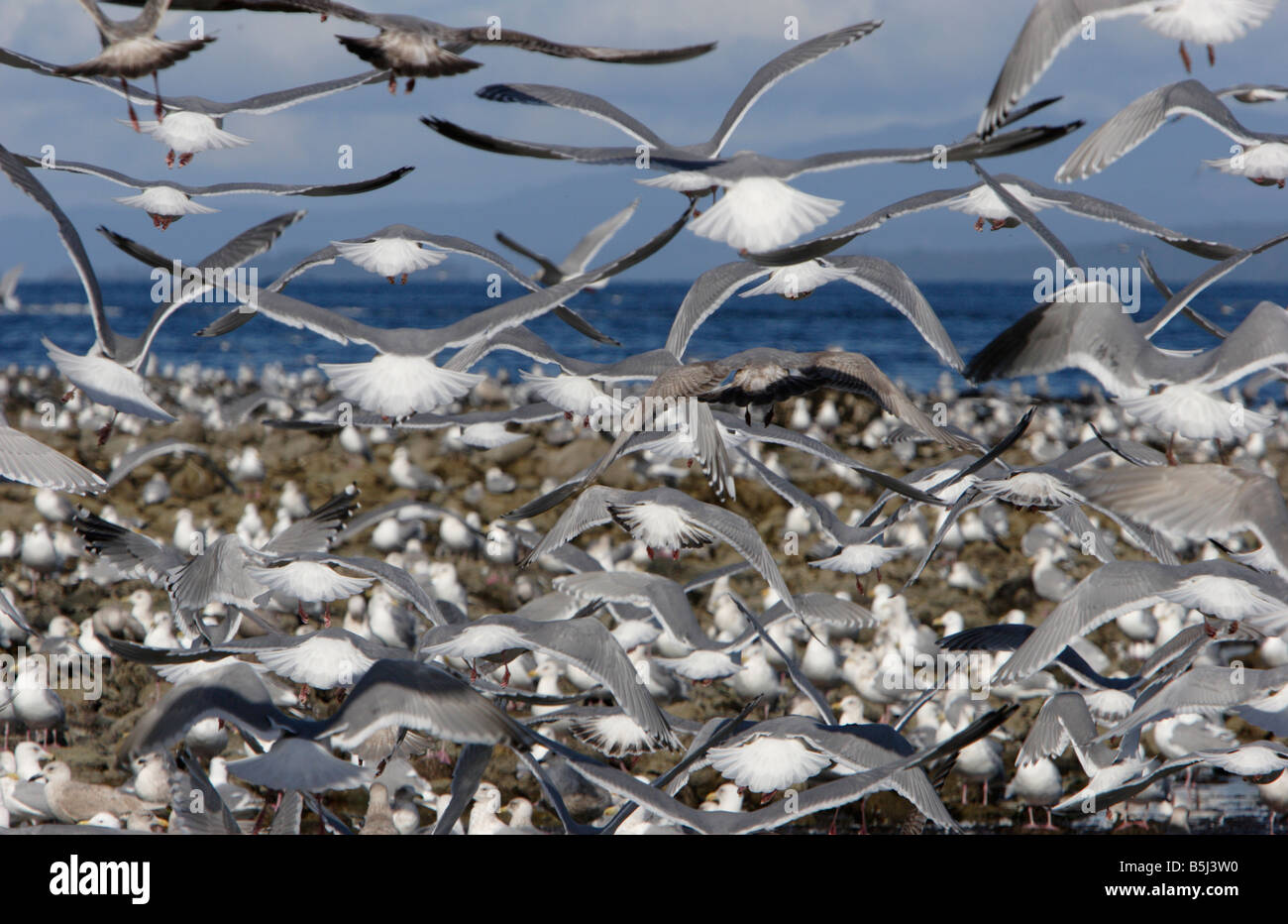 Dense flock of various species of Gulls in flight at Parksville Bay ...