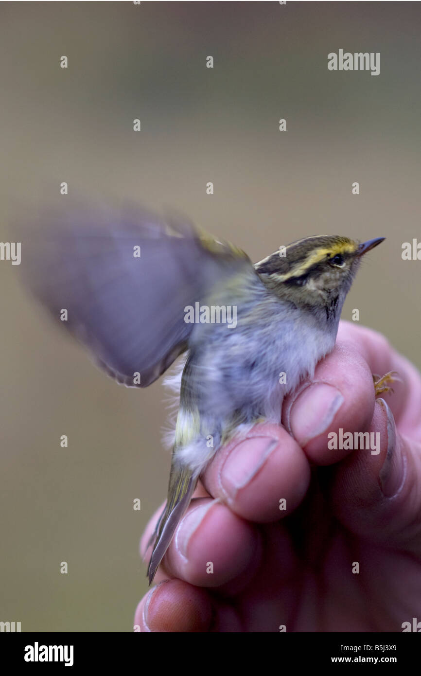 Pallas's Warbler Phylloscopus proregulus in the hand Stock Photo - Alamy