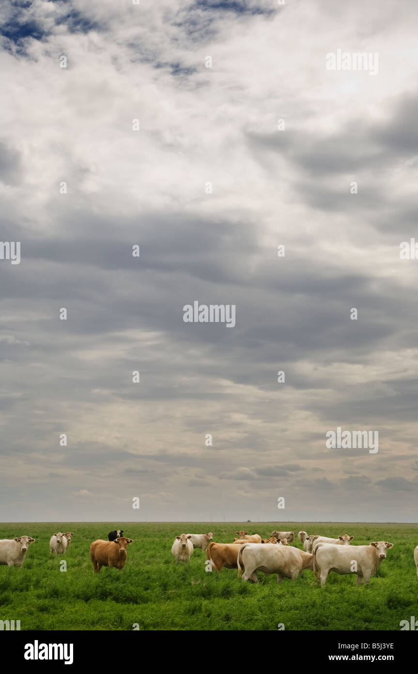 Cattle in a field in Texas Stock Photo - Alamy