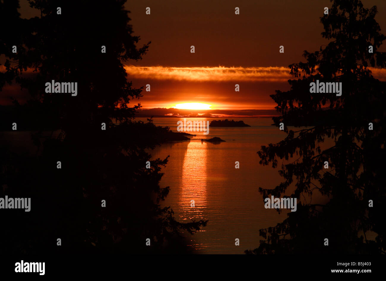 Winchelsea Islands dramatic sunset through conifers at north Nanaimo ...