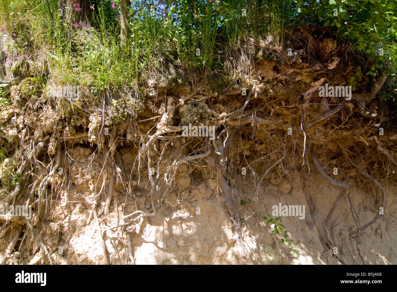 Tree roots in a ravine in Roztocze Poland Stock Photo - Alamy