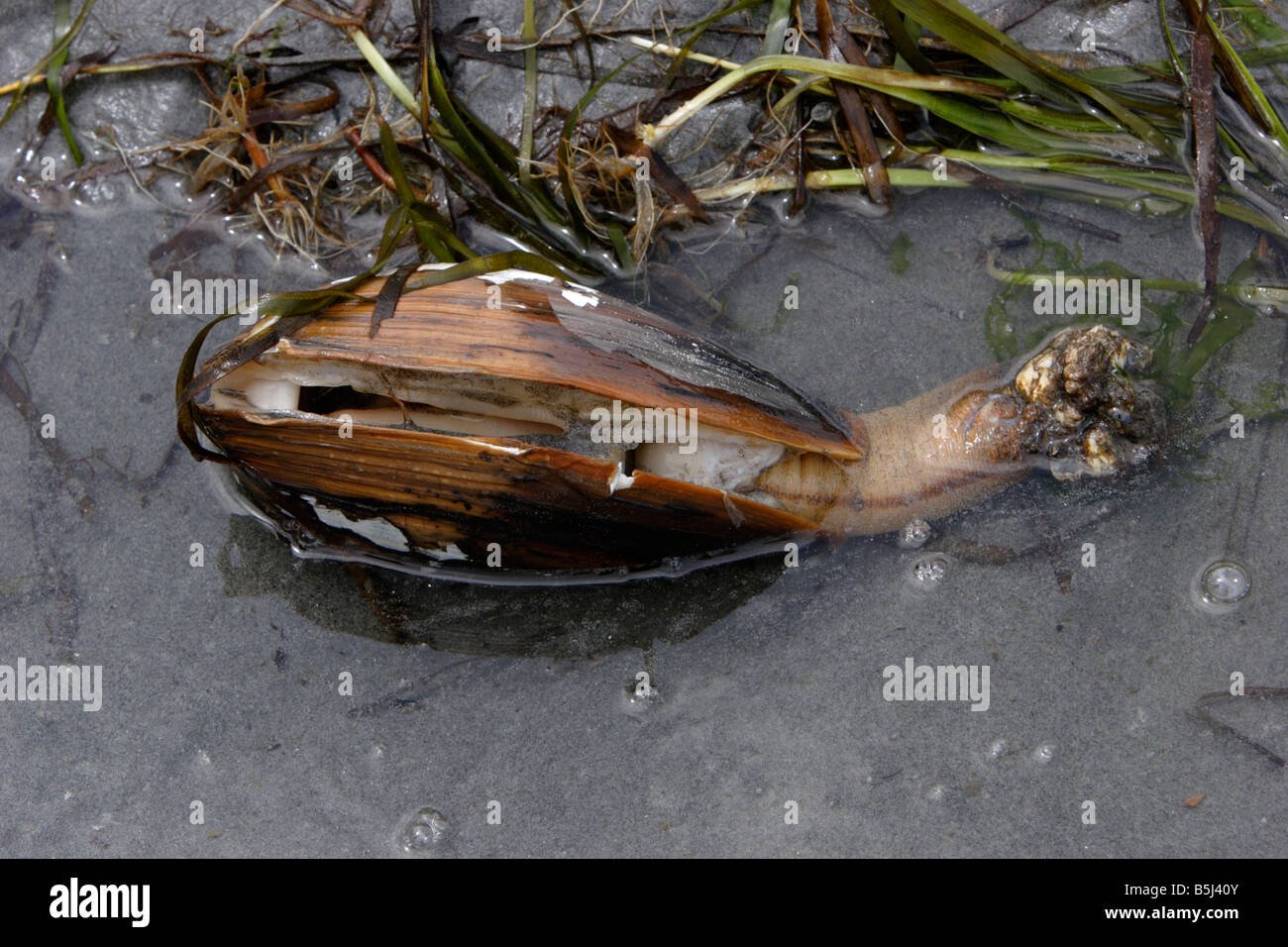 Gooey duck hi-res stock photography and images - Alamy