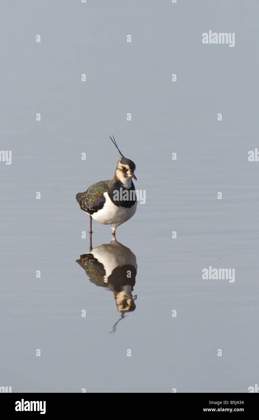 Wading bird lincolnshire hi-res stock photography and images - Alamy