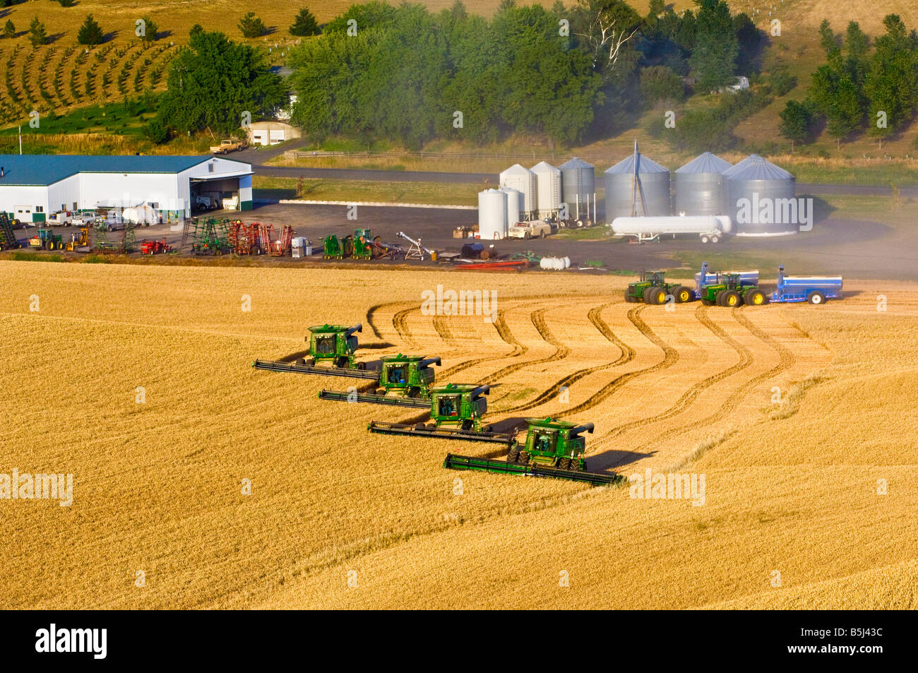 A team of combines harvest wheat adjacent to the farm shop in the ...