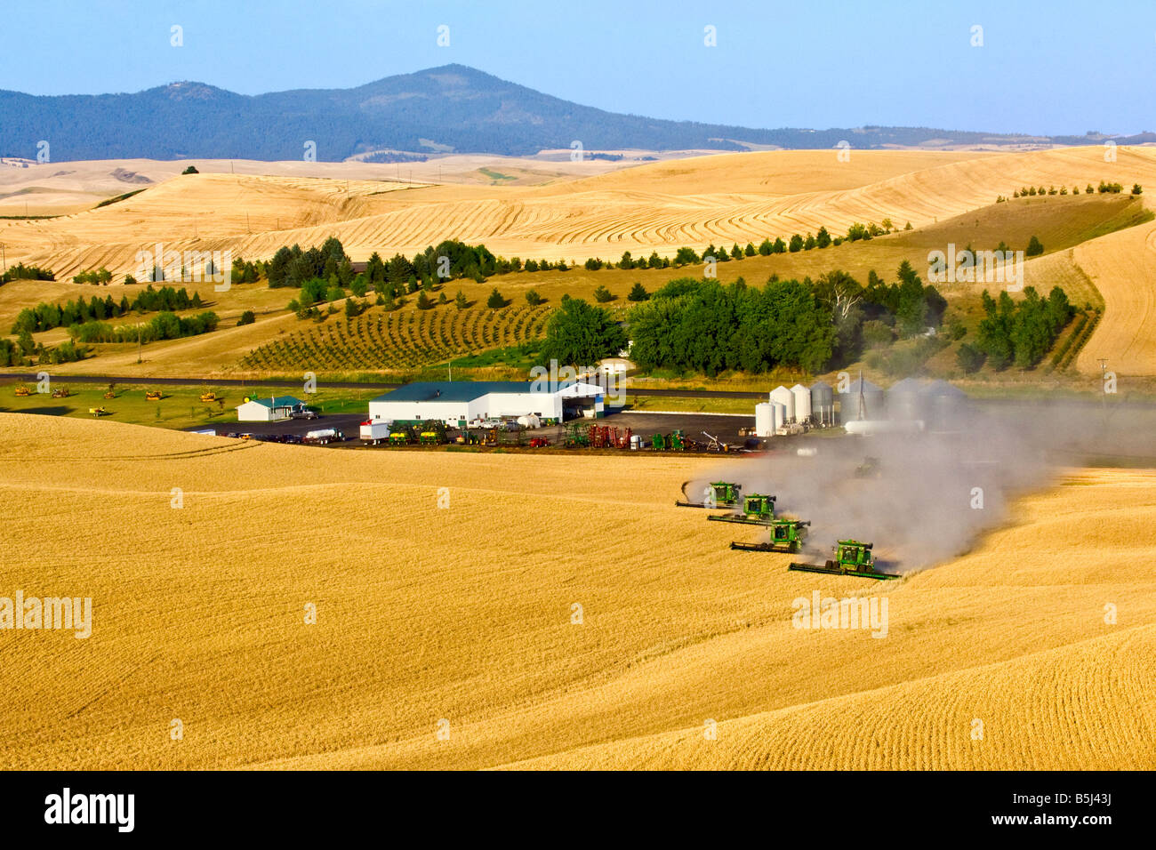 A team of combines harvest wheat adjacent to the farm shop in the ...