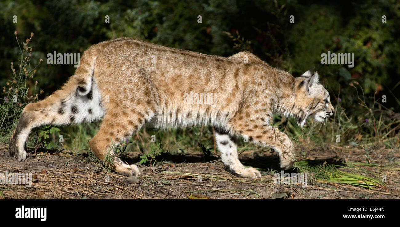 Stalking bobcat at the edge of a forest - controlled conditions Stock ...