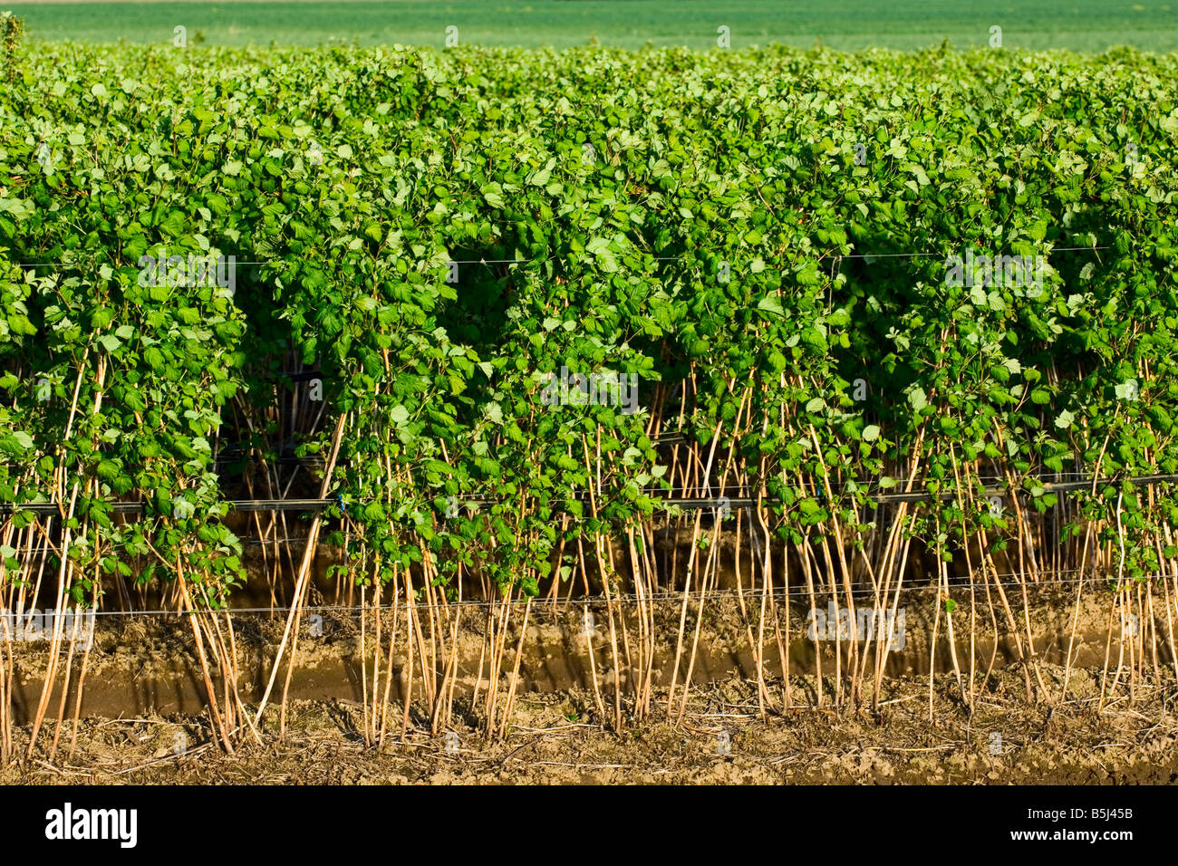 Rows of raspberry plants with mid spring leaf growth in northwest ...