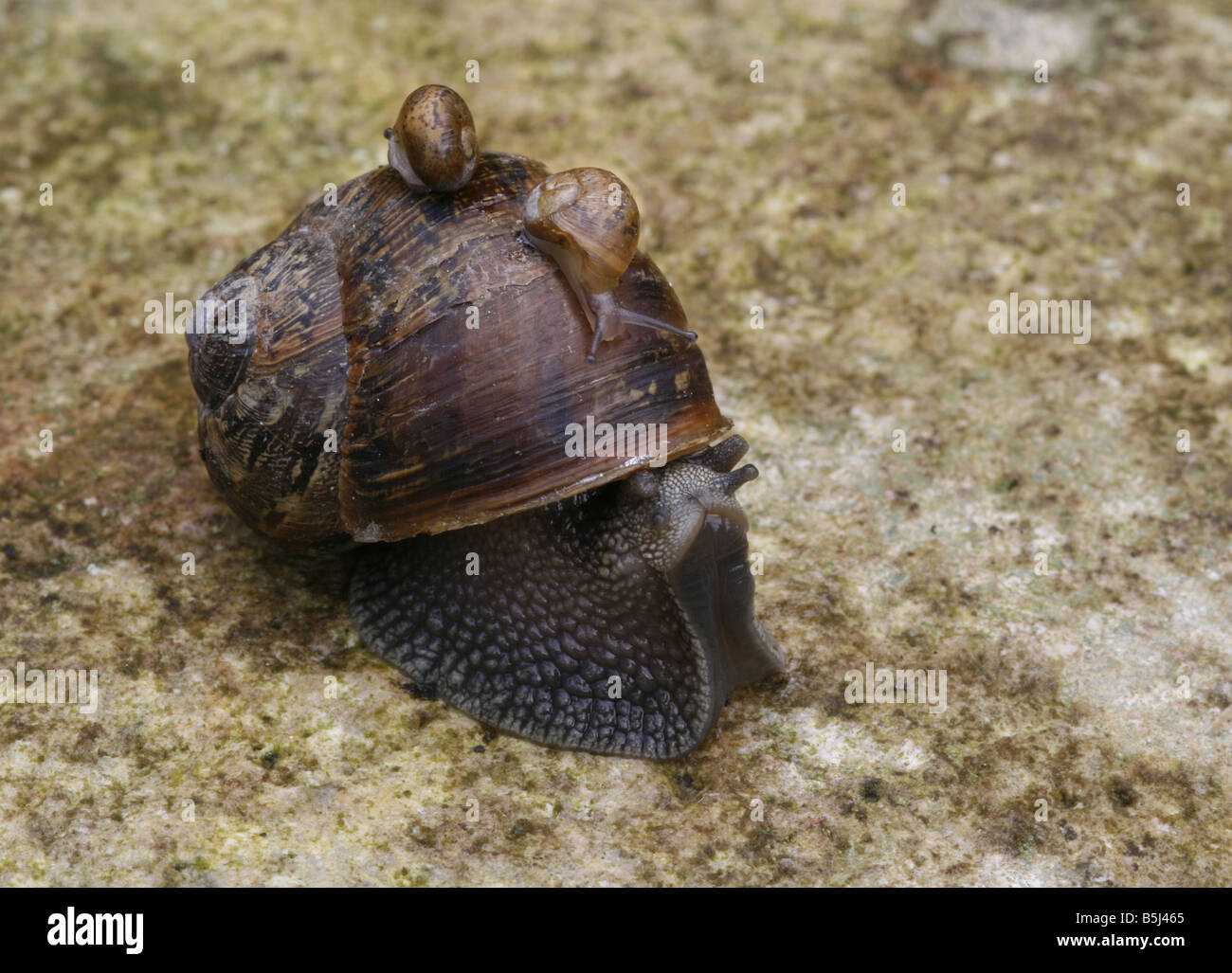 Adult snail hi-res stock photography and images - Alamy