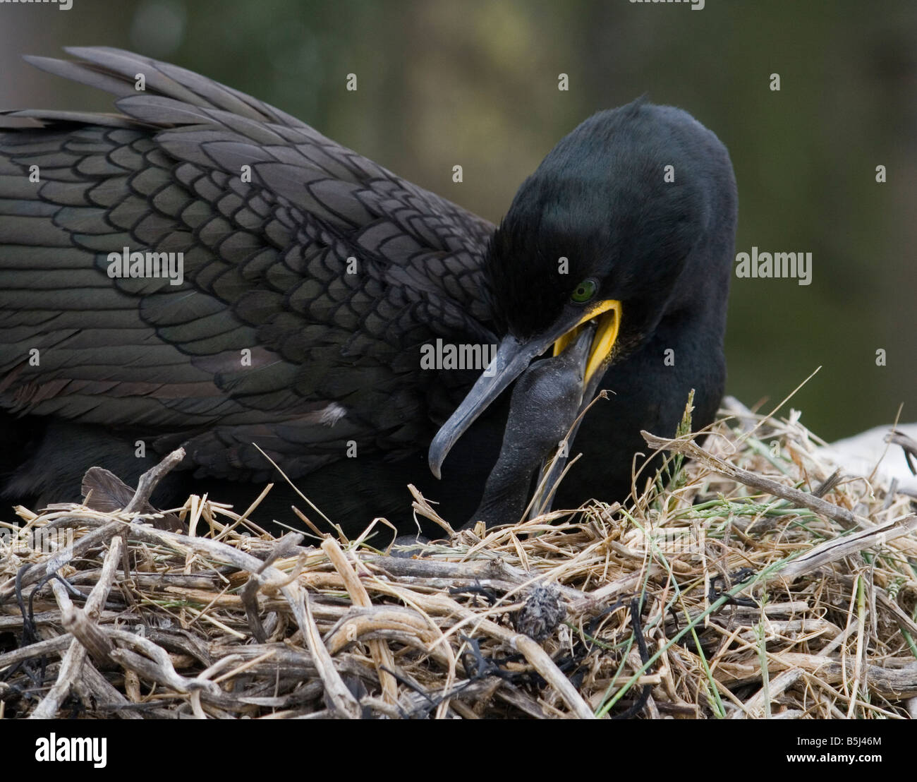 Regurgitated hi-res stock photography and images - Alamy