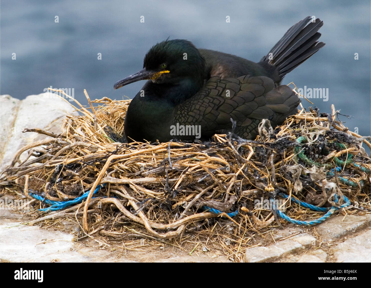 Birds Inside Of Plastic