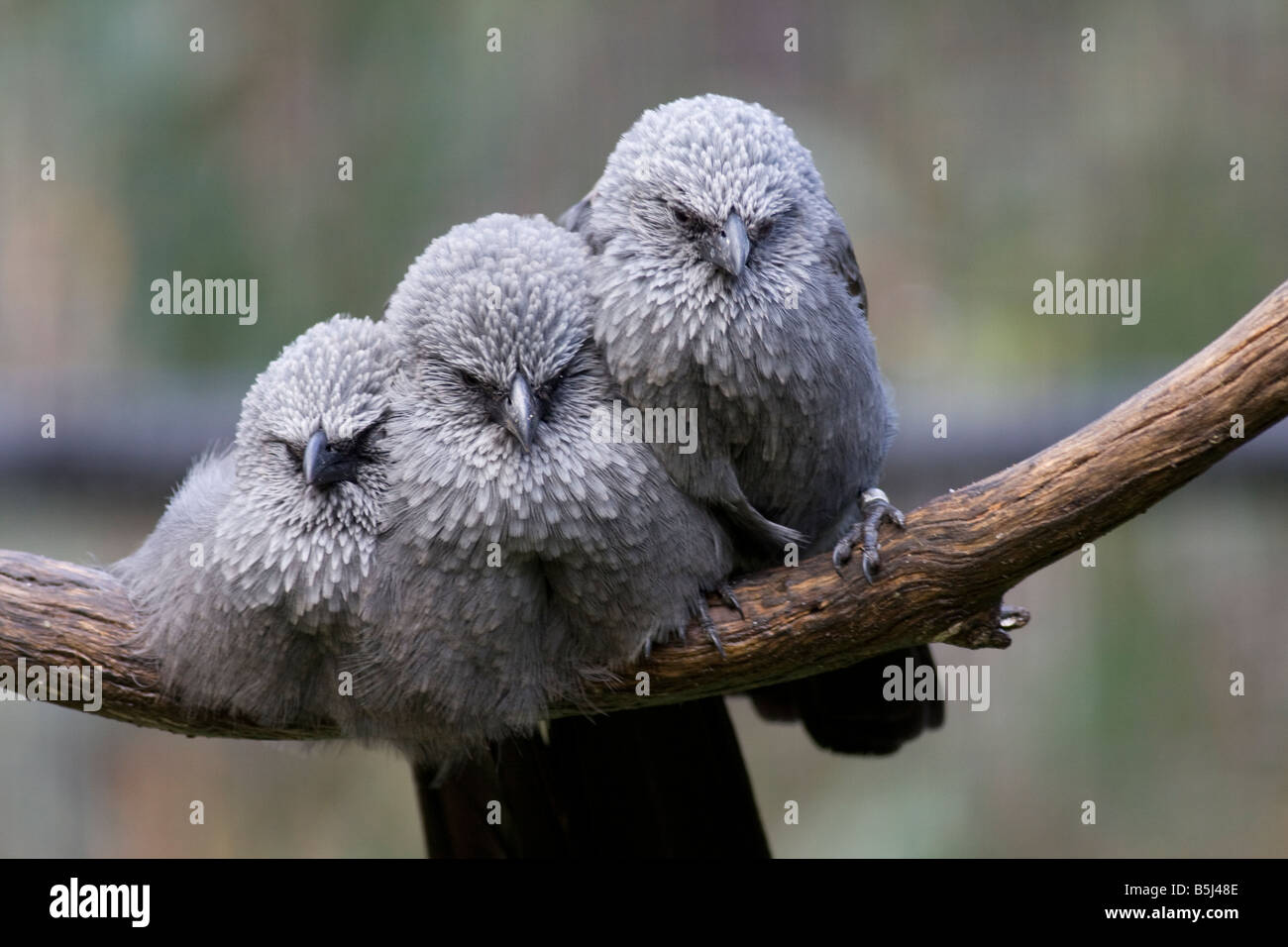 Apostle bird hi-res stock photography and images - Alamy