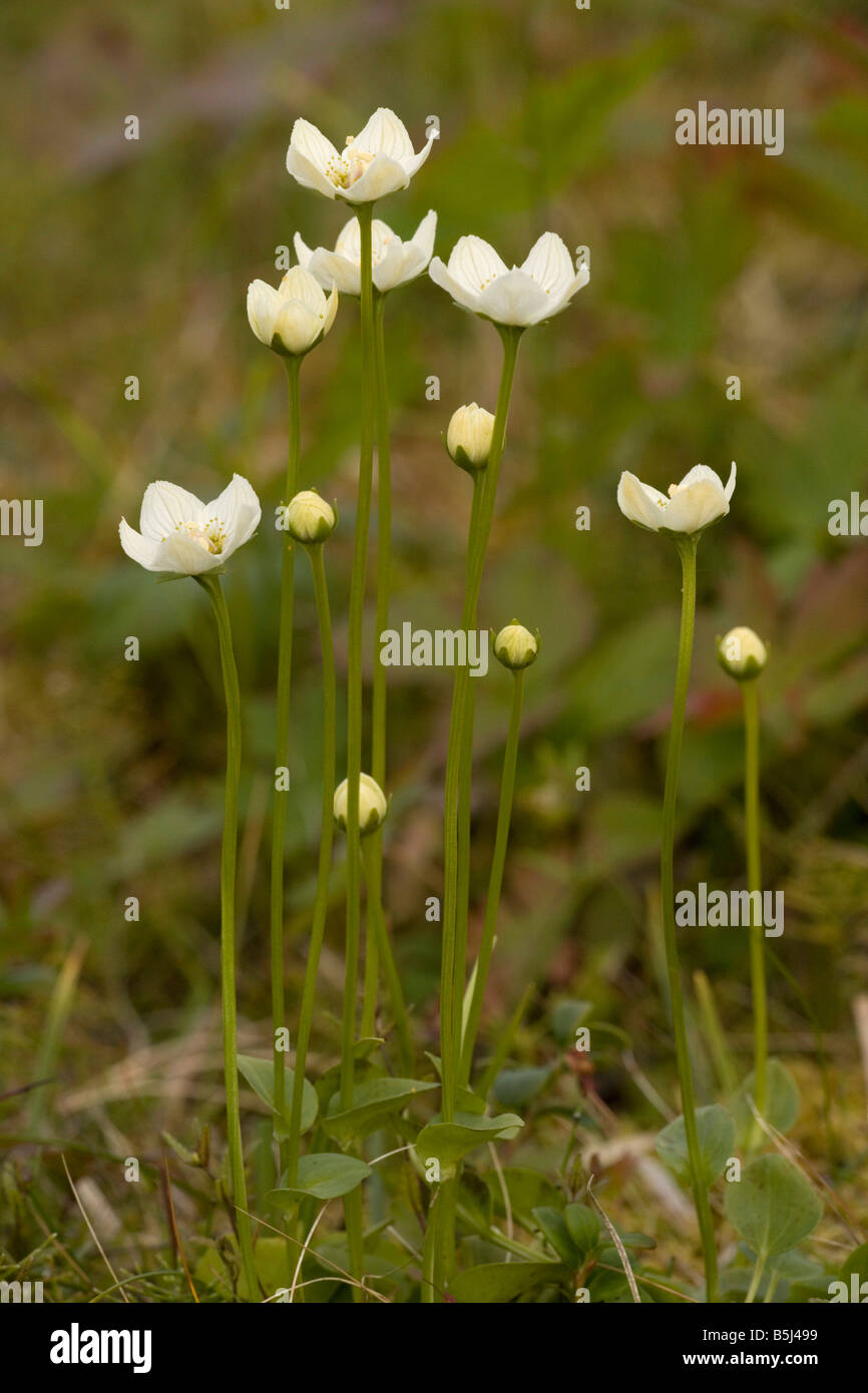 Marsh parnassia hi-res stock photography and images - Alamy