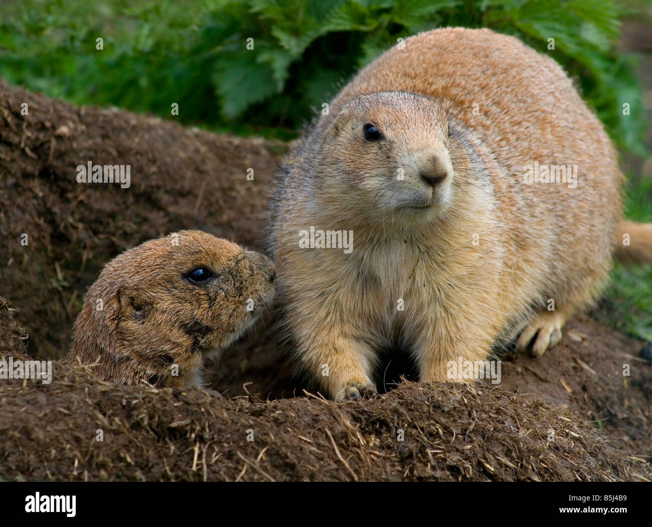 Are Prairie Dogs Cuddly