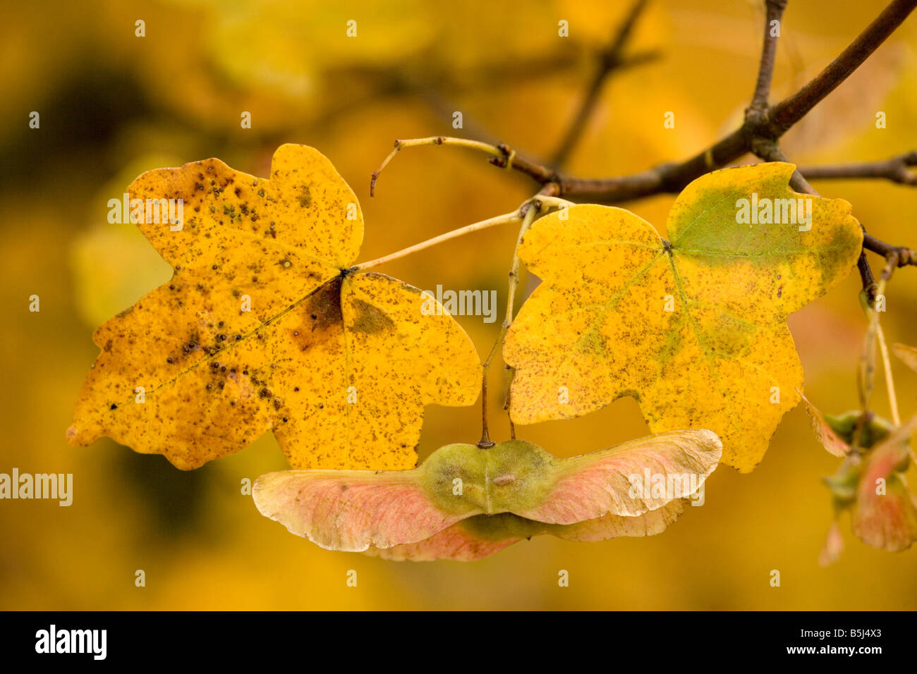 Acer campestre fruits hi-res stock photography and images - Alamy