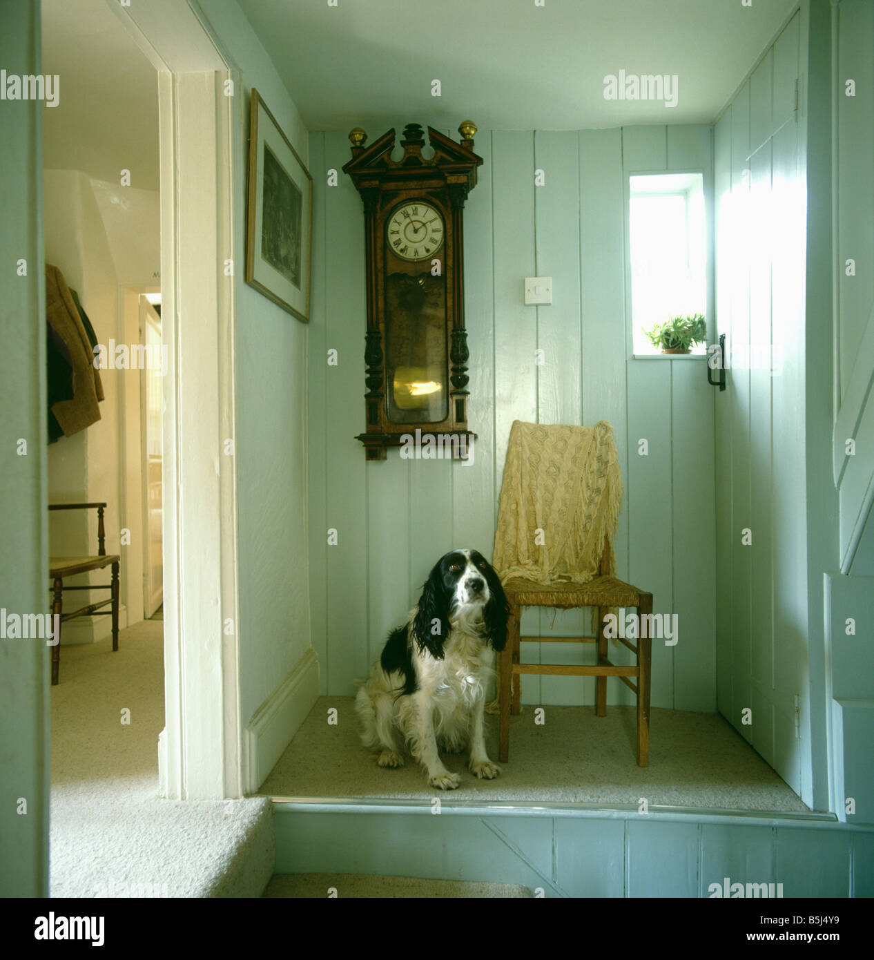 Springer spaniel dog below antique mahogany wall clock in small white ...