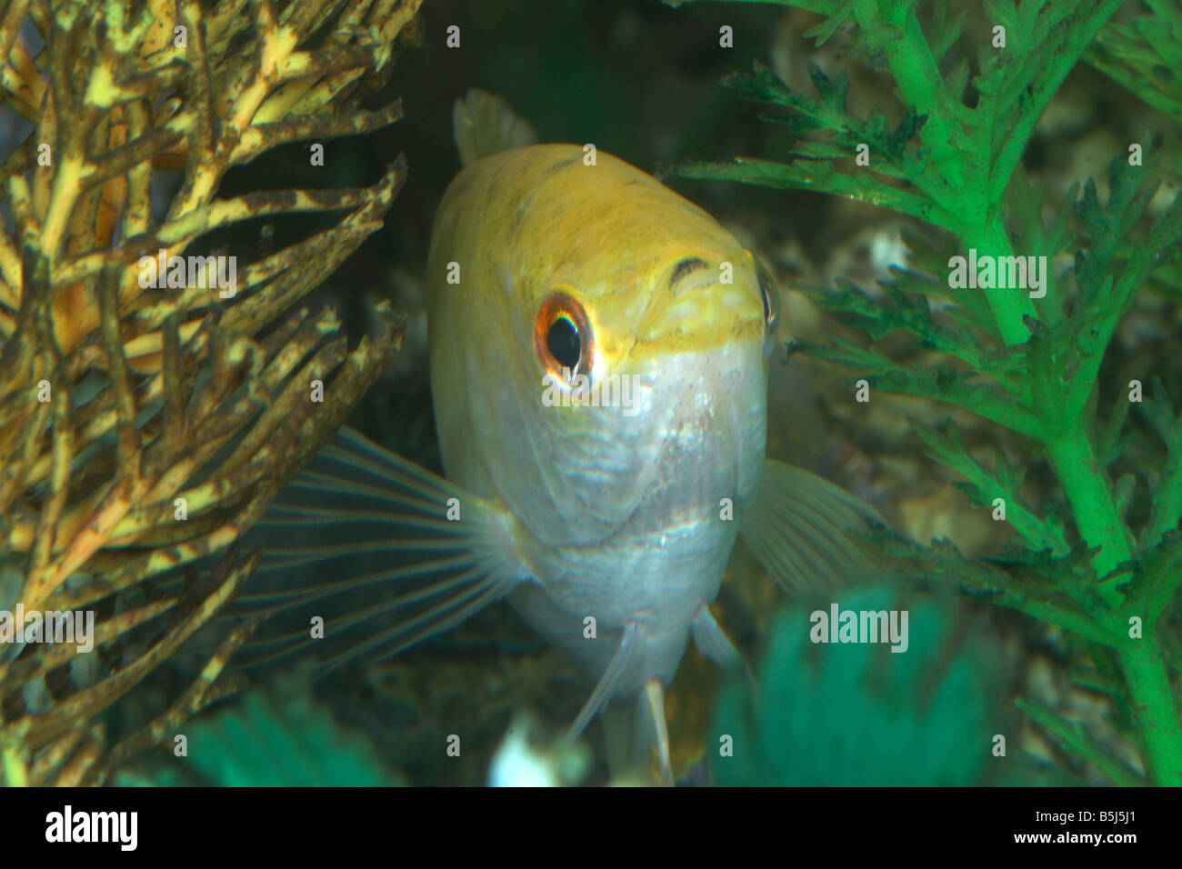 Gourami in tropical fish aquarium. UK Stock Photo - Alamy