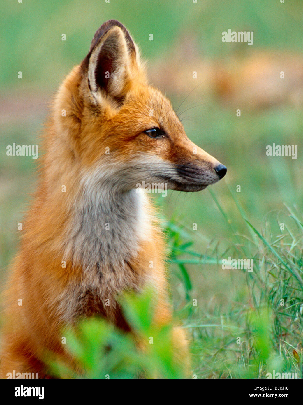 A red fox maintains an alert posture just outside the den Stock Photo ...