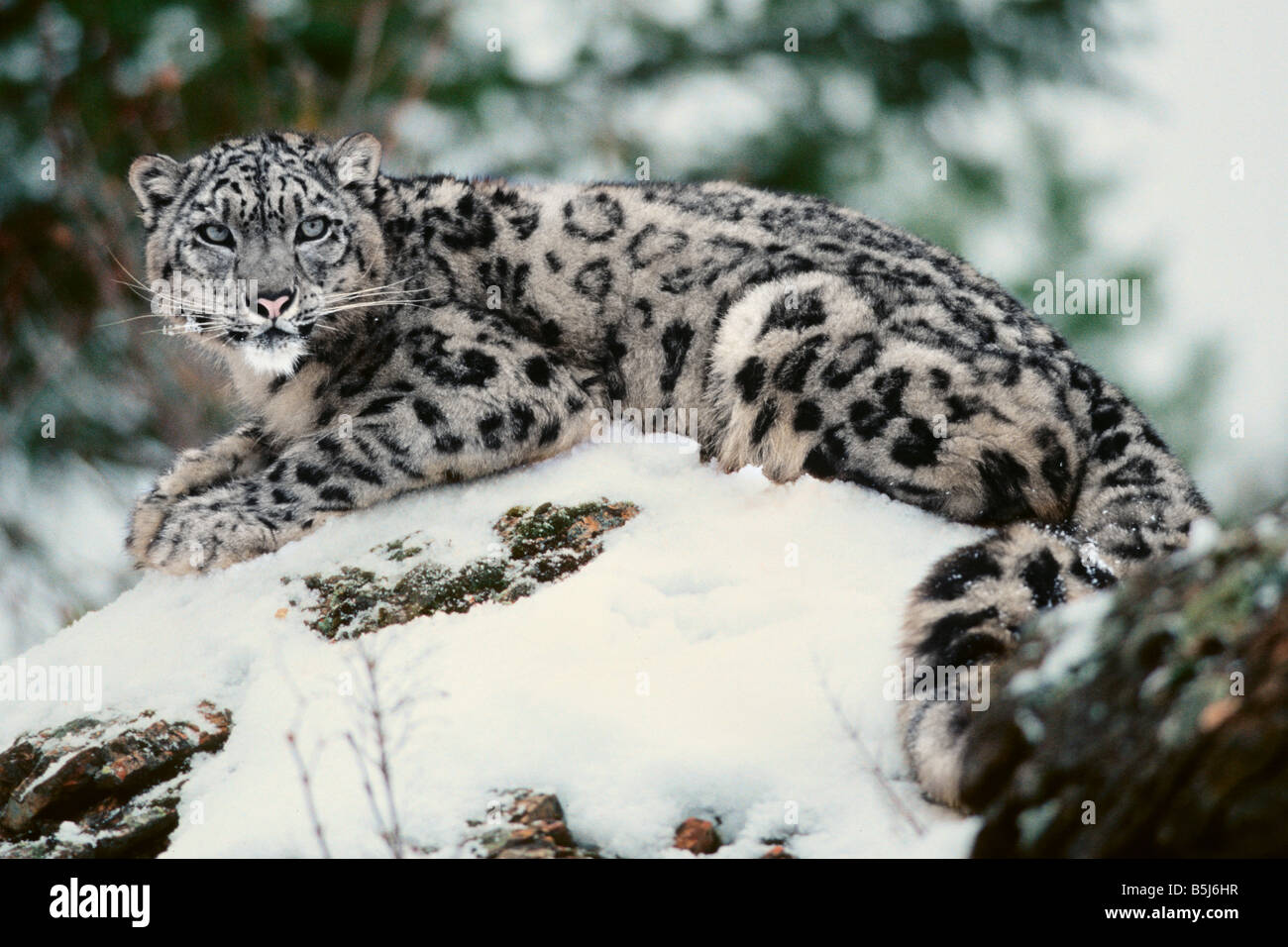 Snow leopard laying atop a snowy rock - controlled conditions Stock ...