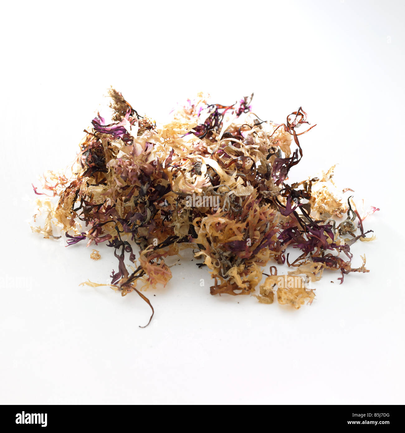 Carrageenan hi-res stock photography and images - Alamy