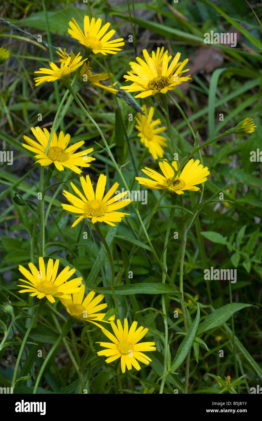 Yellow ox eye Buphthalmum salicifolium Austrian Alps Stock Photo - Alamy