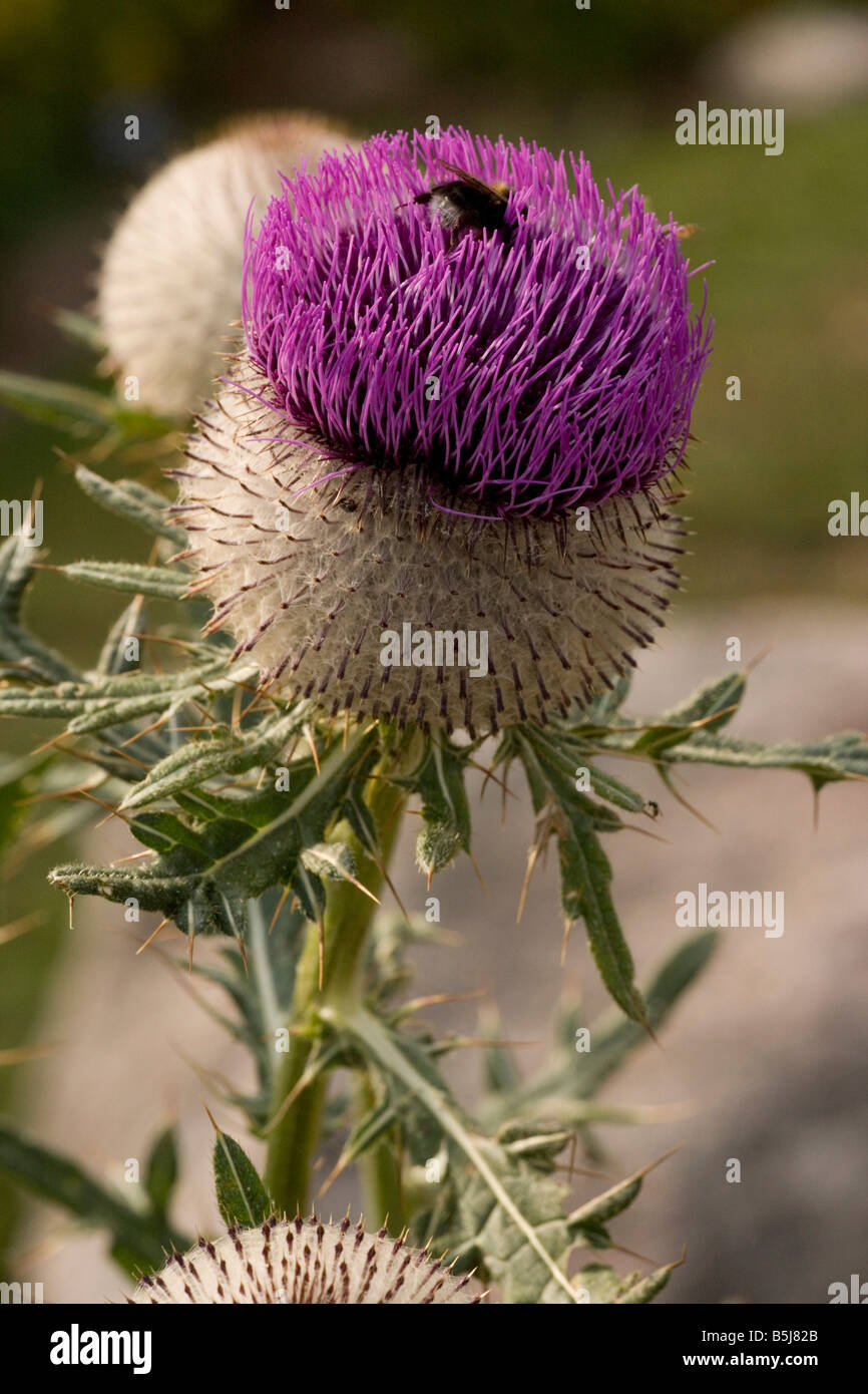 Woolly thistle flower head hi-res stock photography and images - Alamy