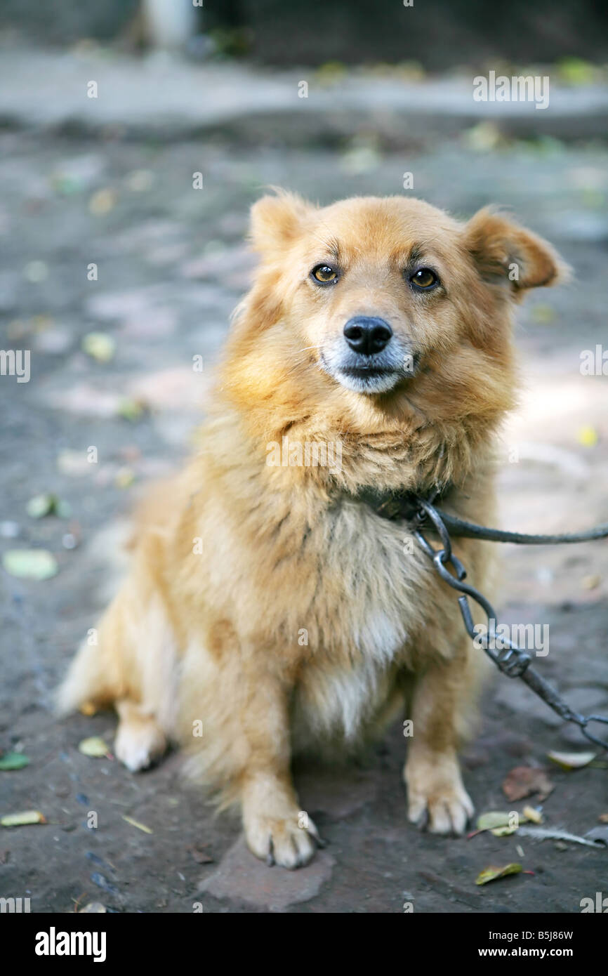 Dog doggy pet hi-res stock photography and images - Alamy