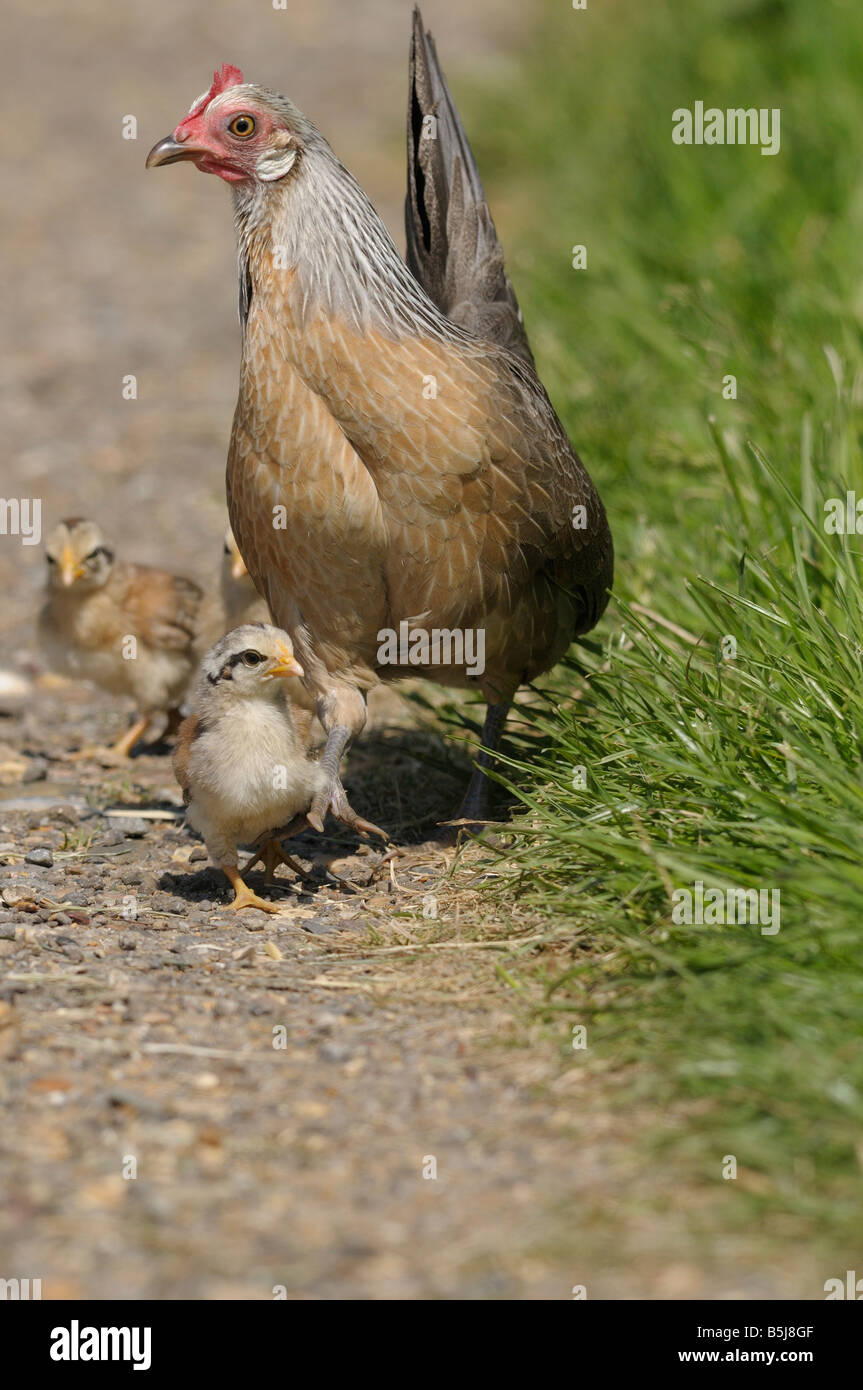 Bantam Chicken with chicks Stock Photo - Alamy