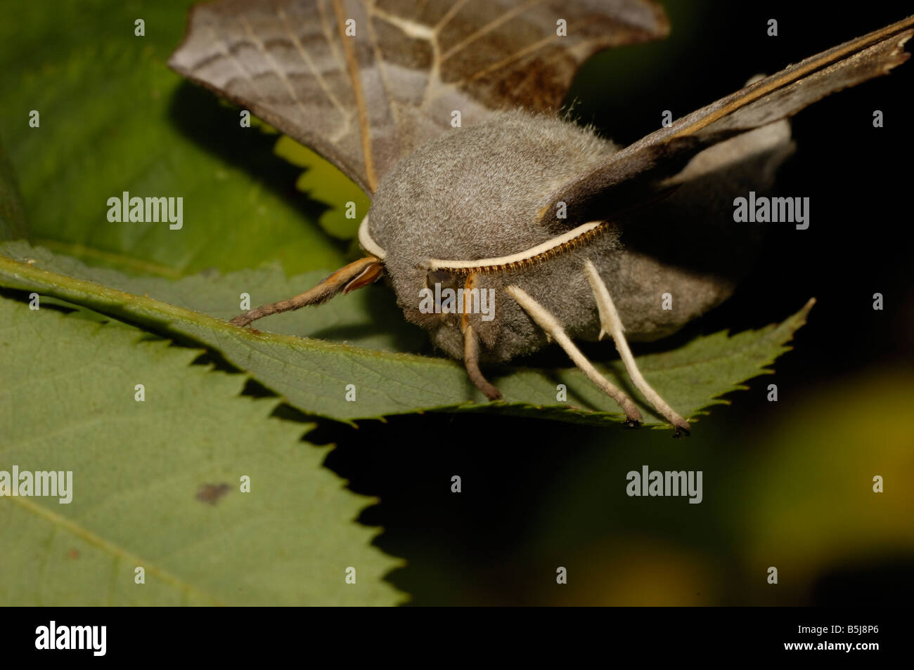Poplar Hawk Moth Stock Photo - Alamy