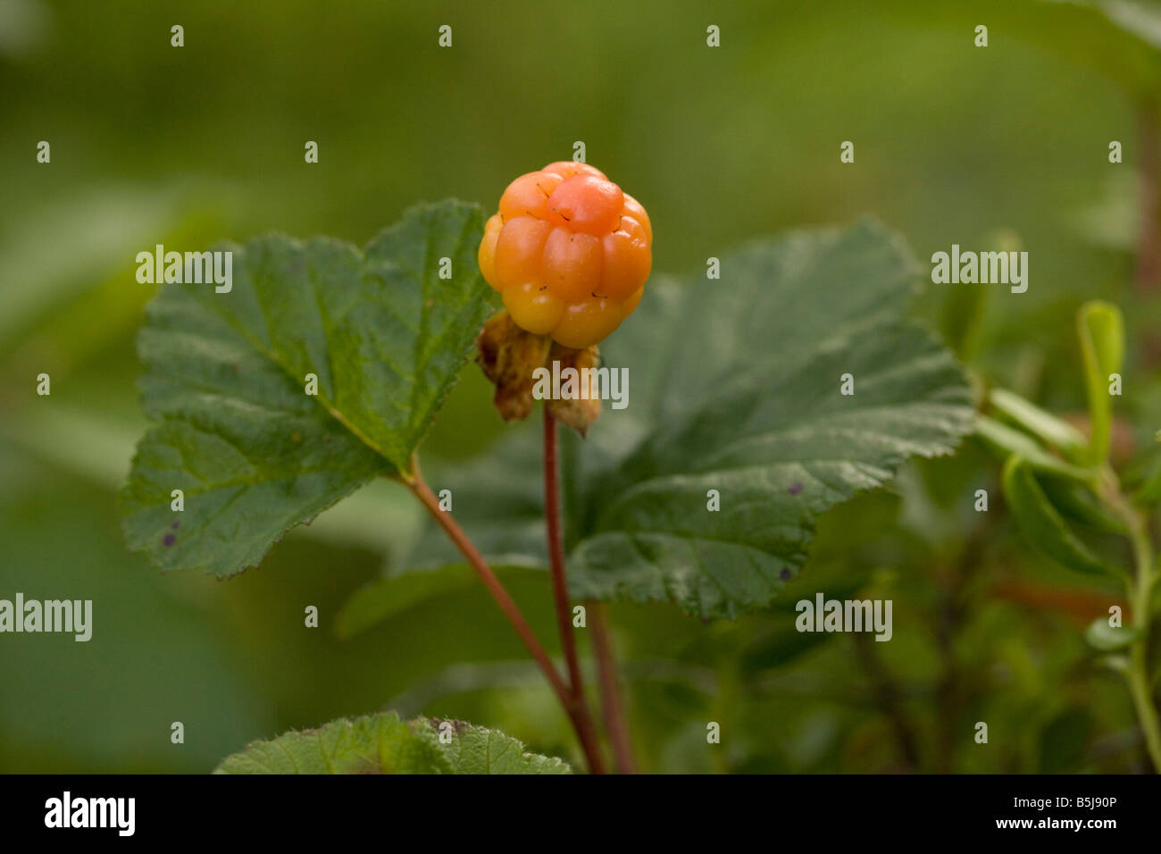 Cloudberry Rubus chamaemorus in fruit edible North Britain Stock Photo ...
