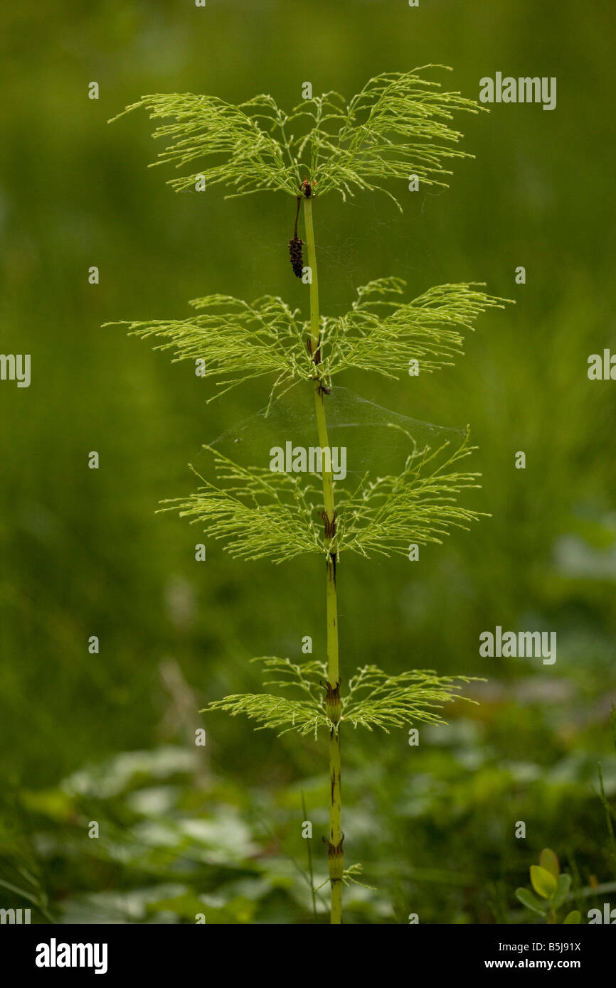 Branched horsetail hi-res stock photography and images - Alamy