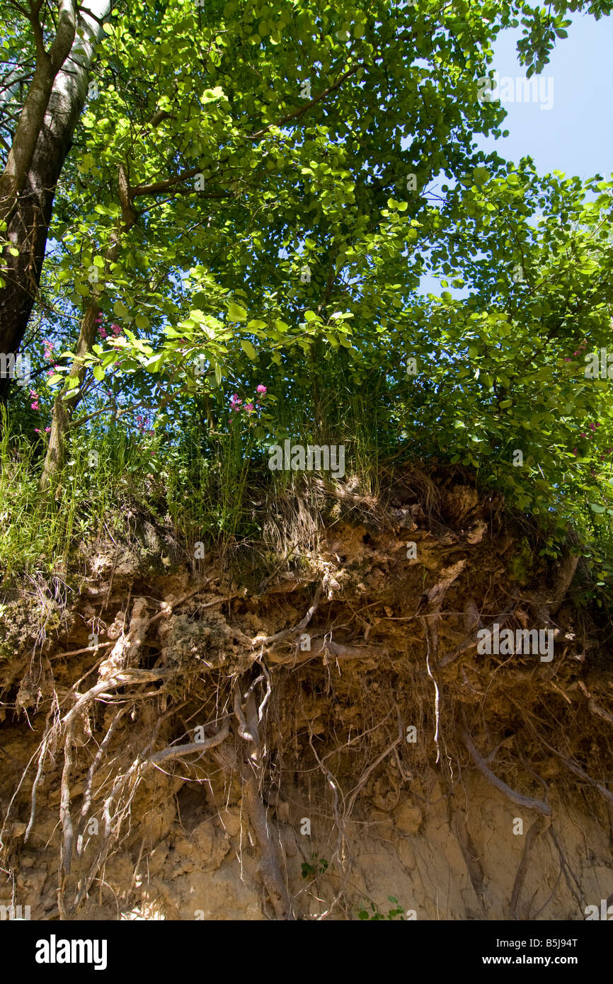 Tree roots in a ravine in Roztocze Poland Stock Photo - Alamy