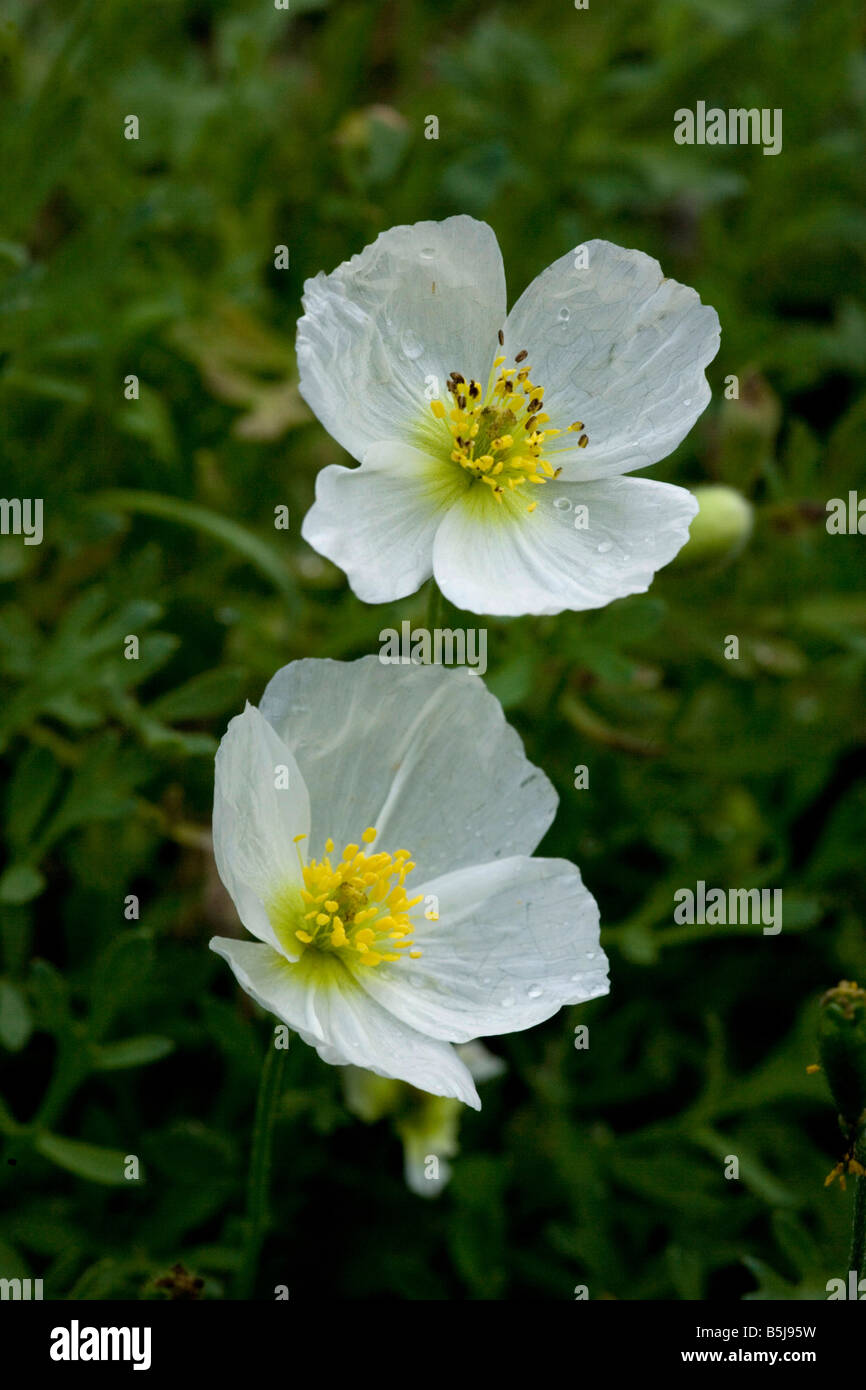 Alpine poppy Papaver alpinum Alps Stock Photo - Alamy