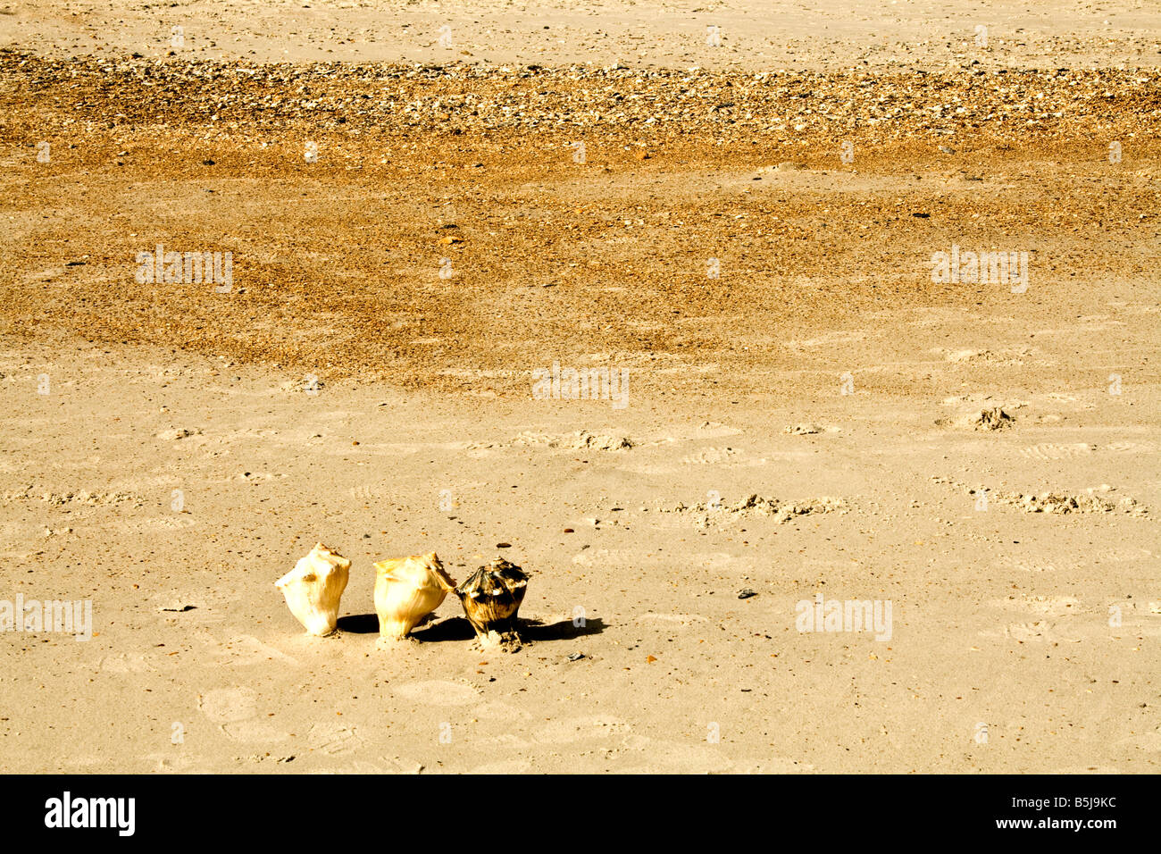 Three conch shells hi-res stock photography and images - Alamy