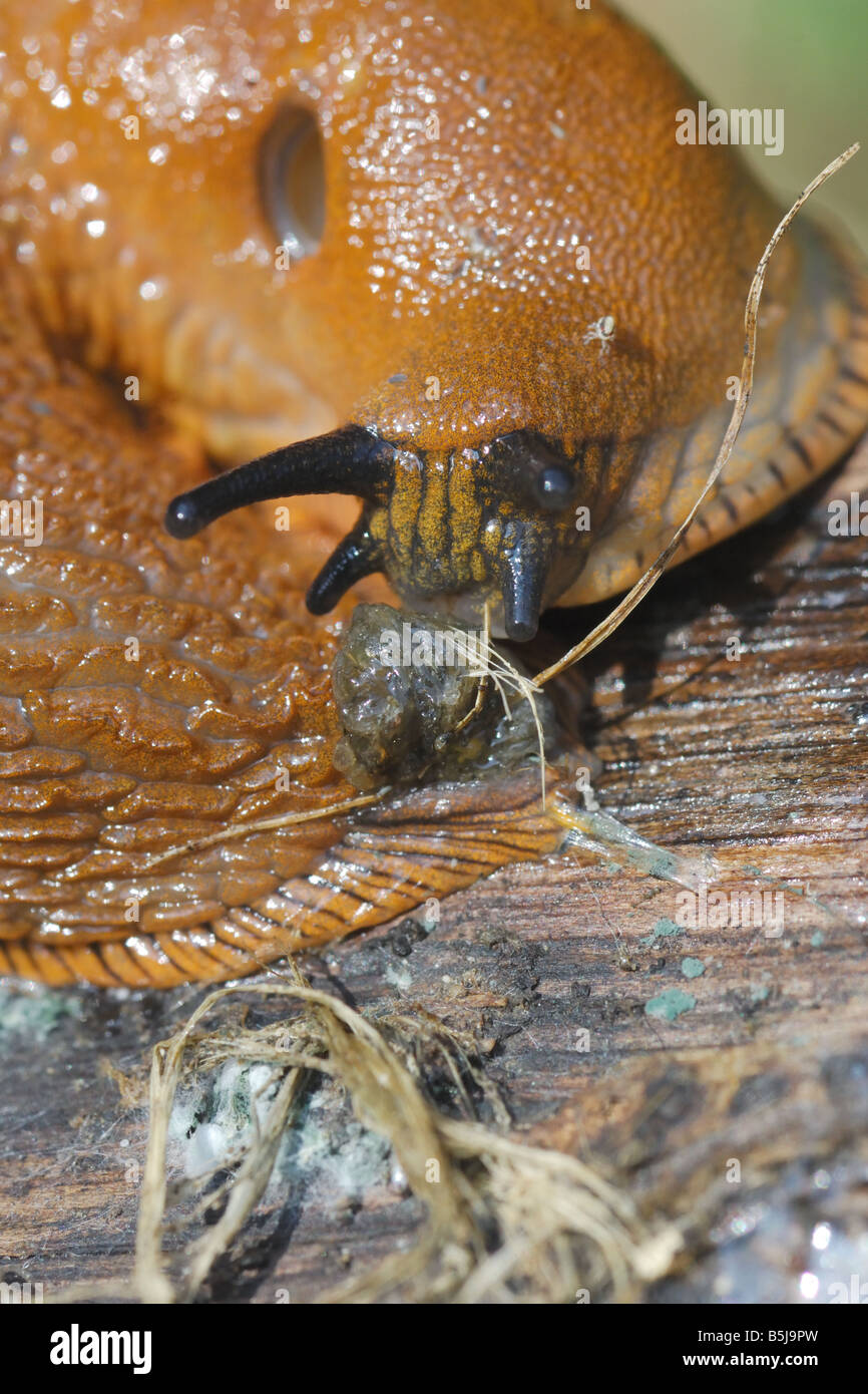 Molluschi hi-res stock photography and images - Alamy