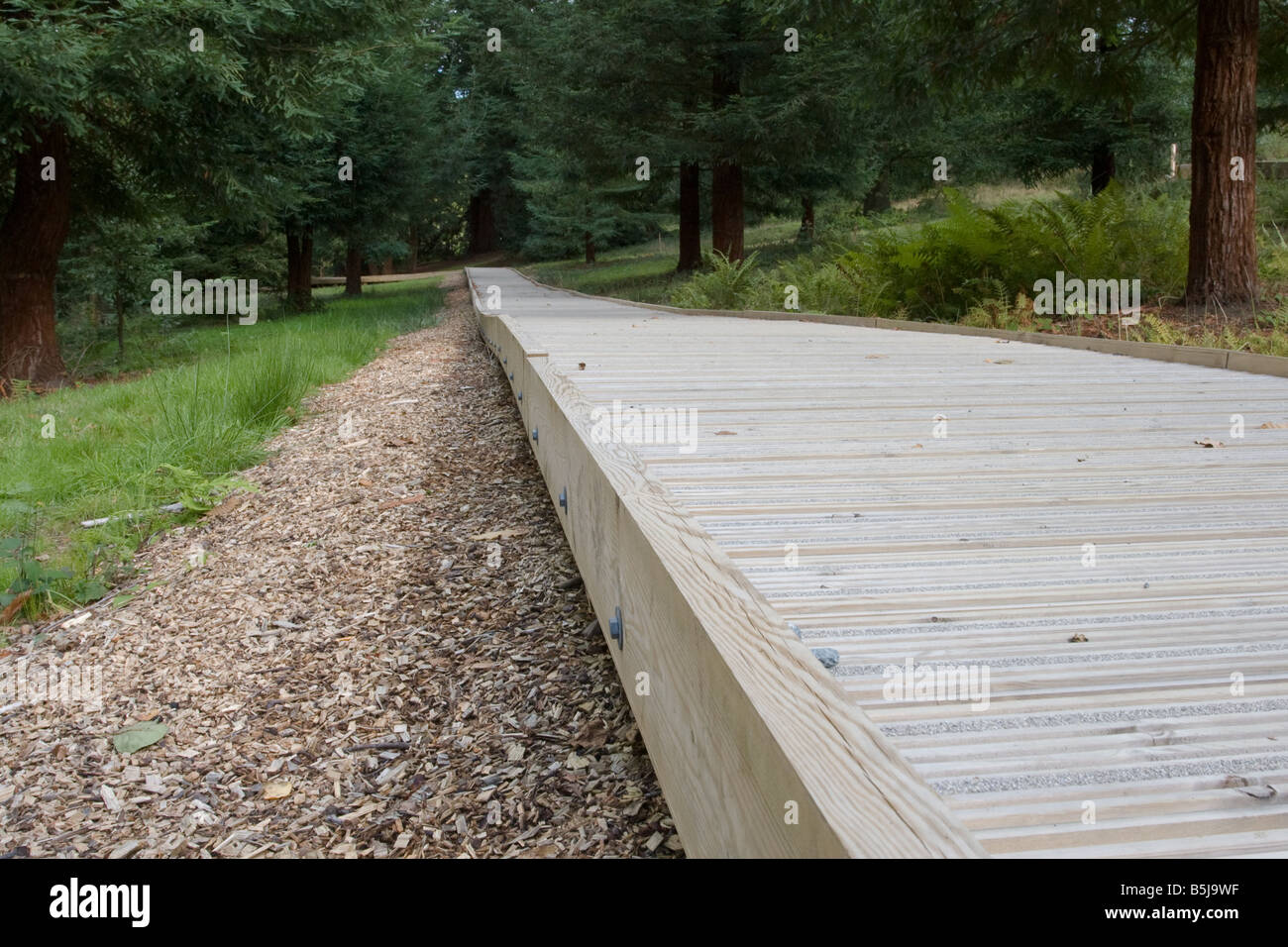 Wooded wooden board walk through a forest Stock Photo - Alamy