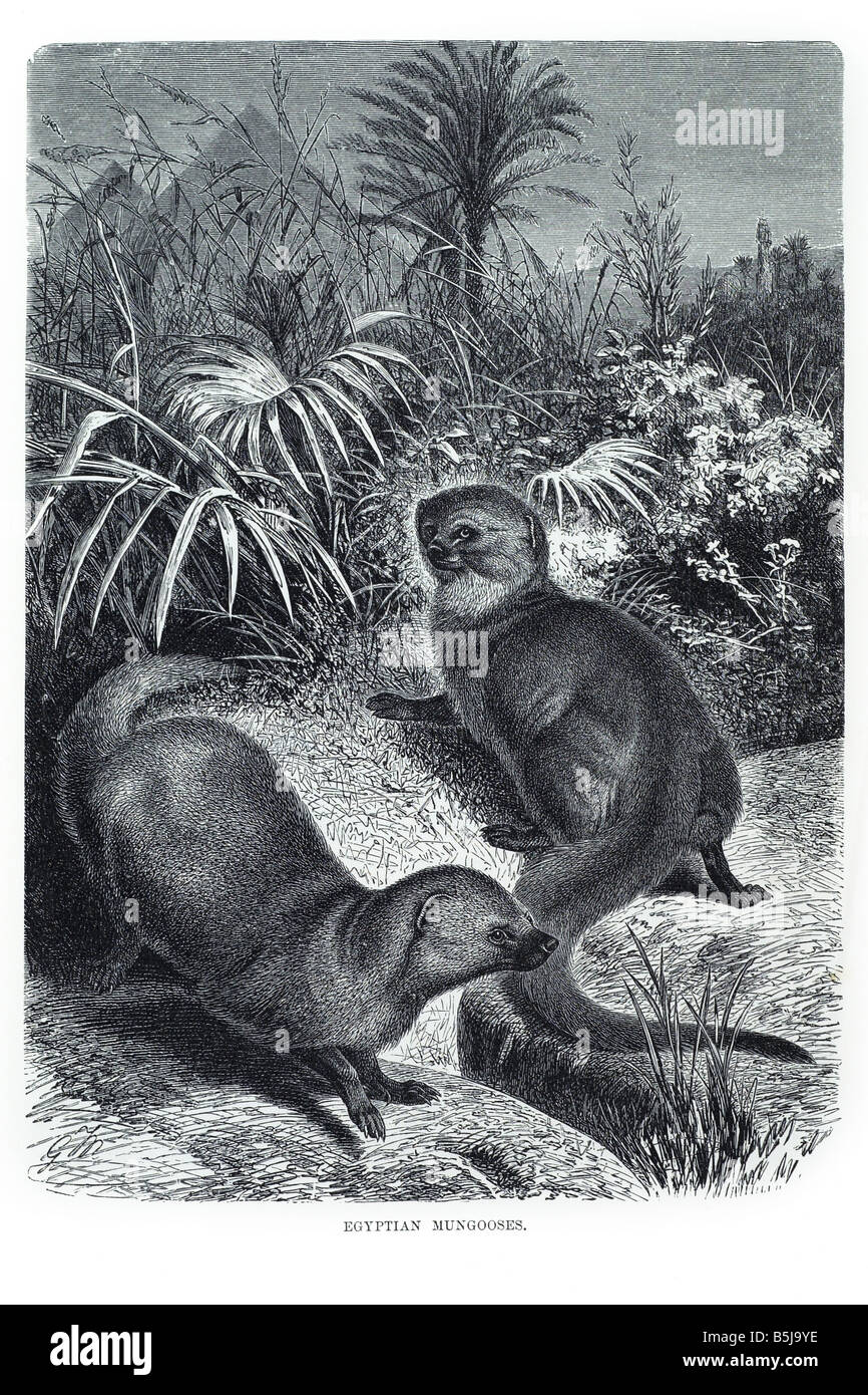 Egyptian mongoose herpestes ichneumon hi-res stock photography and ...