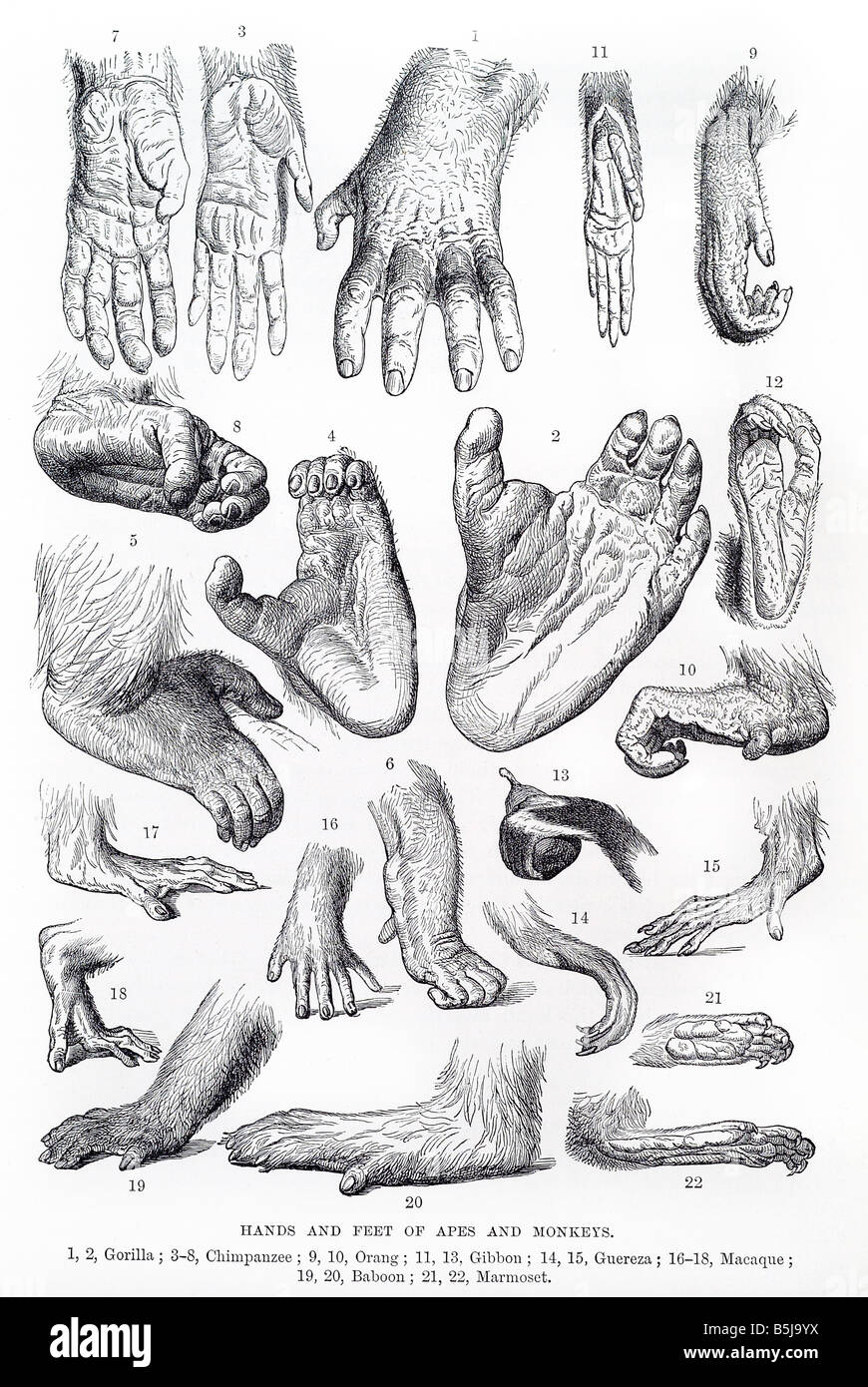 MONKEY APE HANDS FEET Stock Photo - Alamy