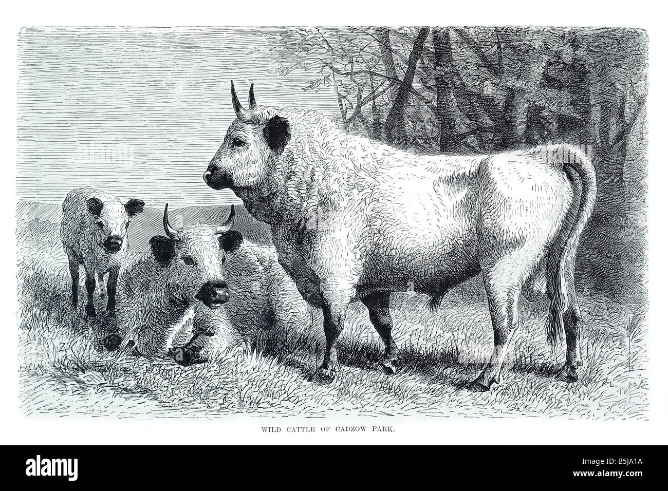 Profile park Cut Out Stock Images & Pictures - Alamy