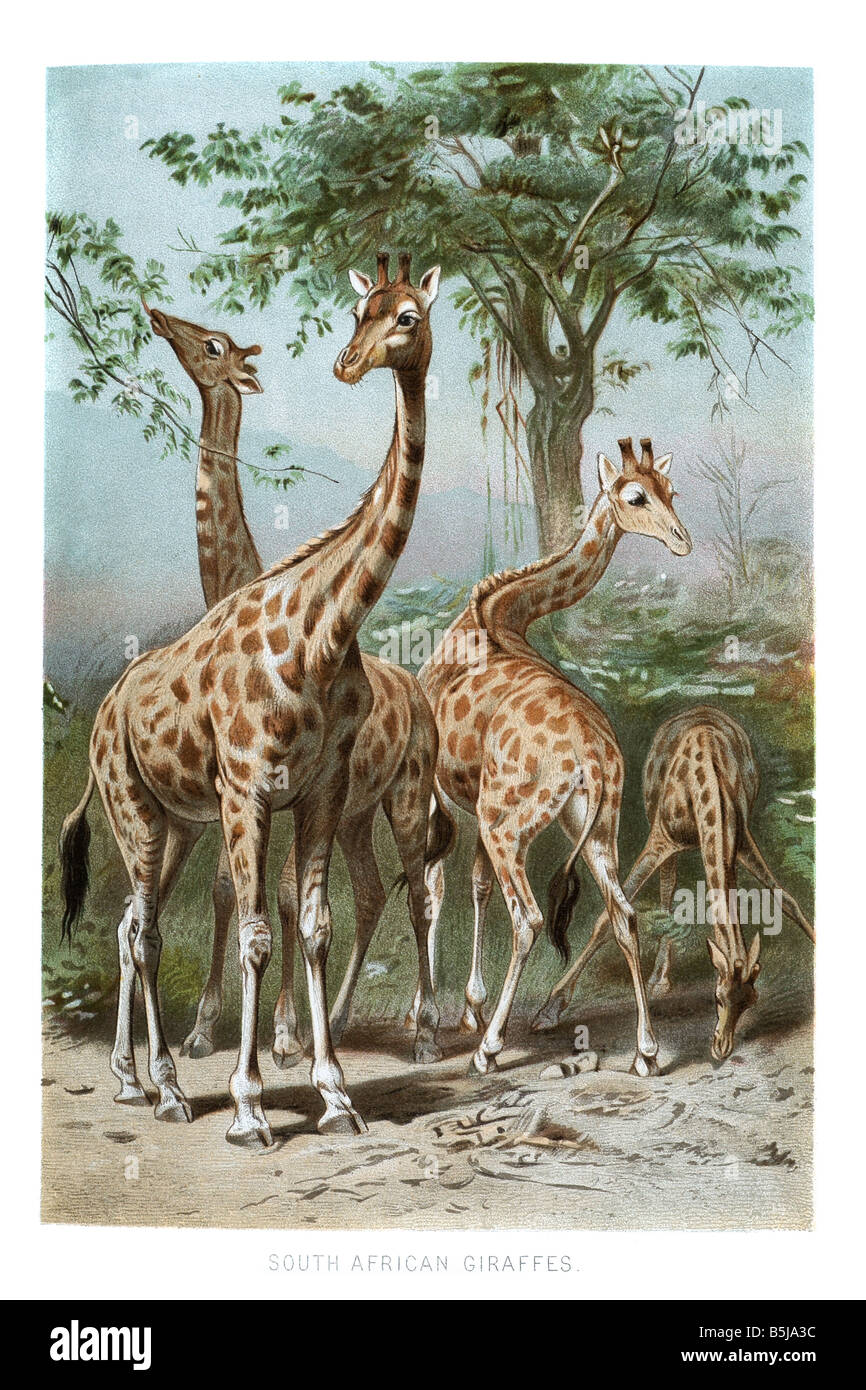 Giraffa Genus Stock Photos & Giraffa Genus Stock Images - Alamy